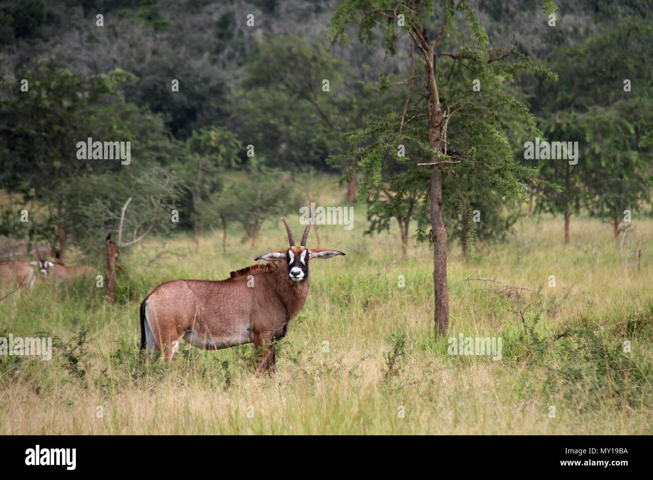 Akagera National Park, Rwanda. 5th June, 2018. A roan antelope is seen ...