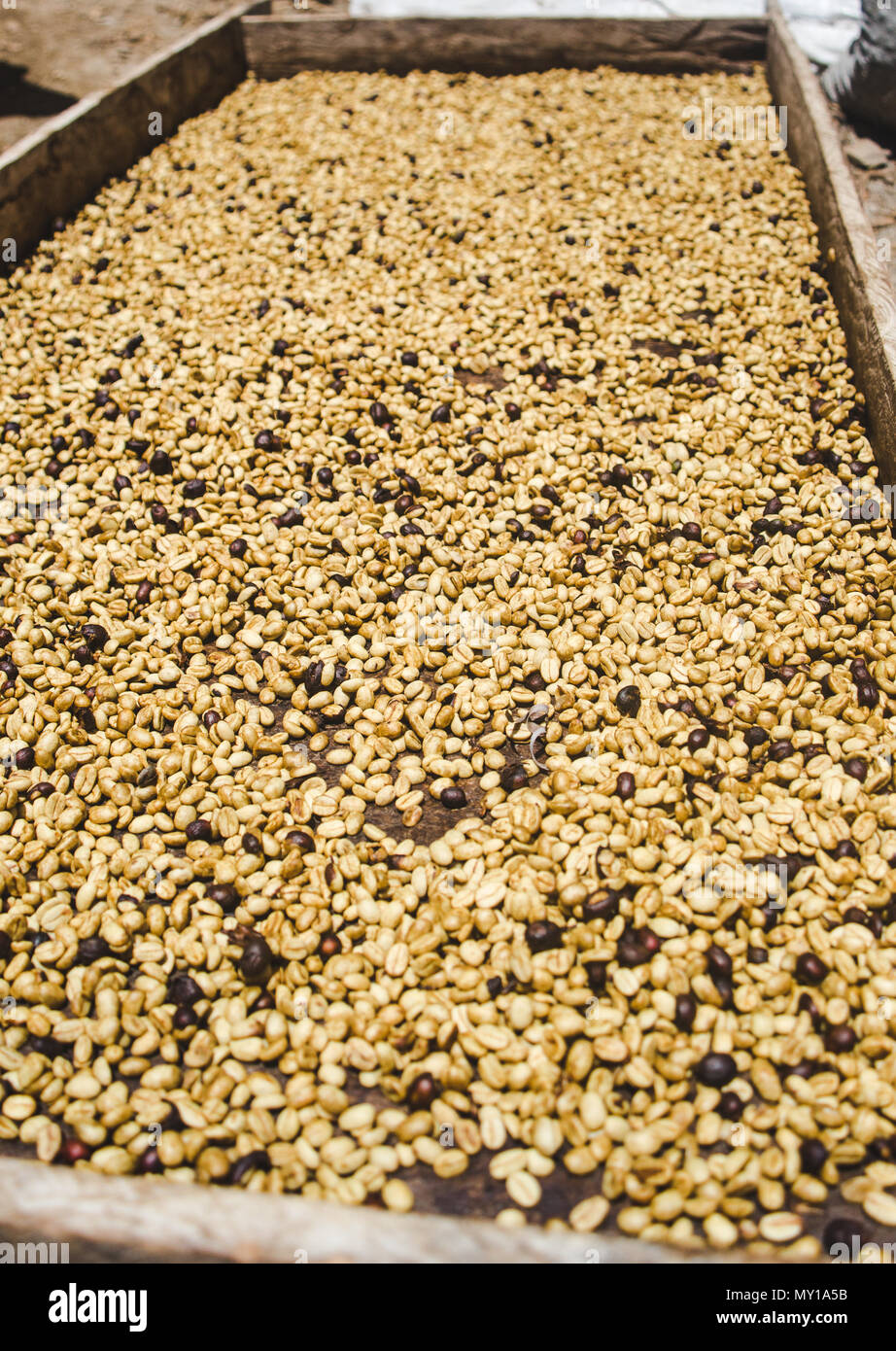 Dry coffee processing hi-res stock photography and images - Alamy