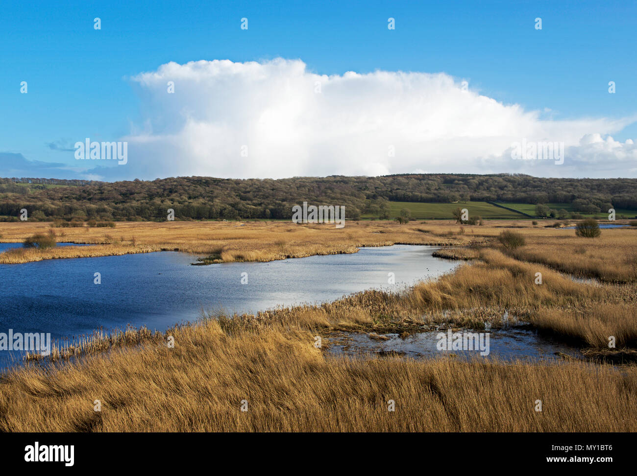 Leighton Moss, RSPB nature reserve, Lancashire, England UK Stock Photo ...