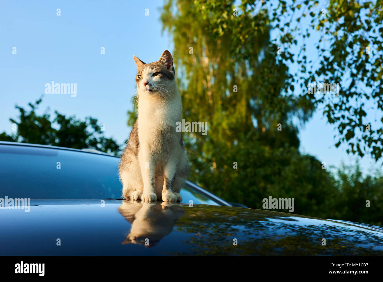 Cat enjoying sunset while resting on car Stock Photo - Alamy