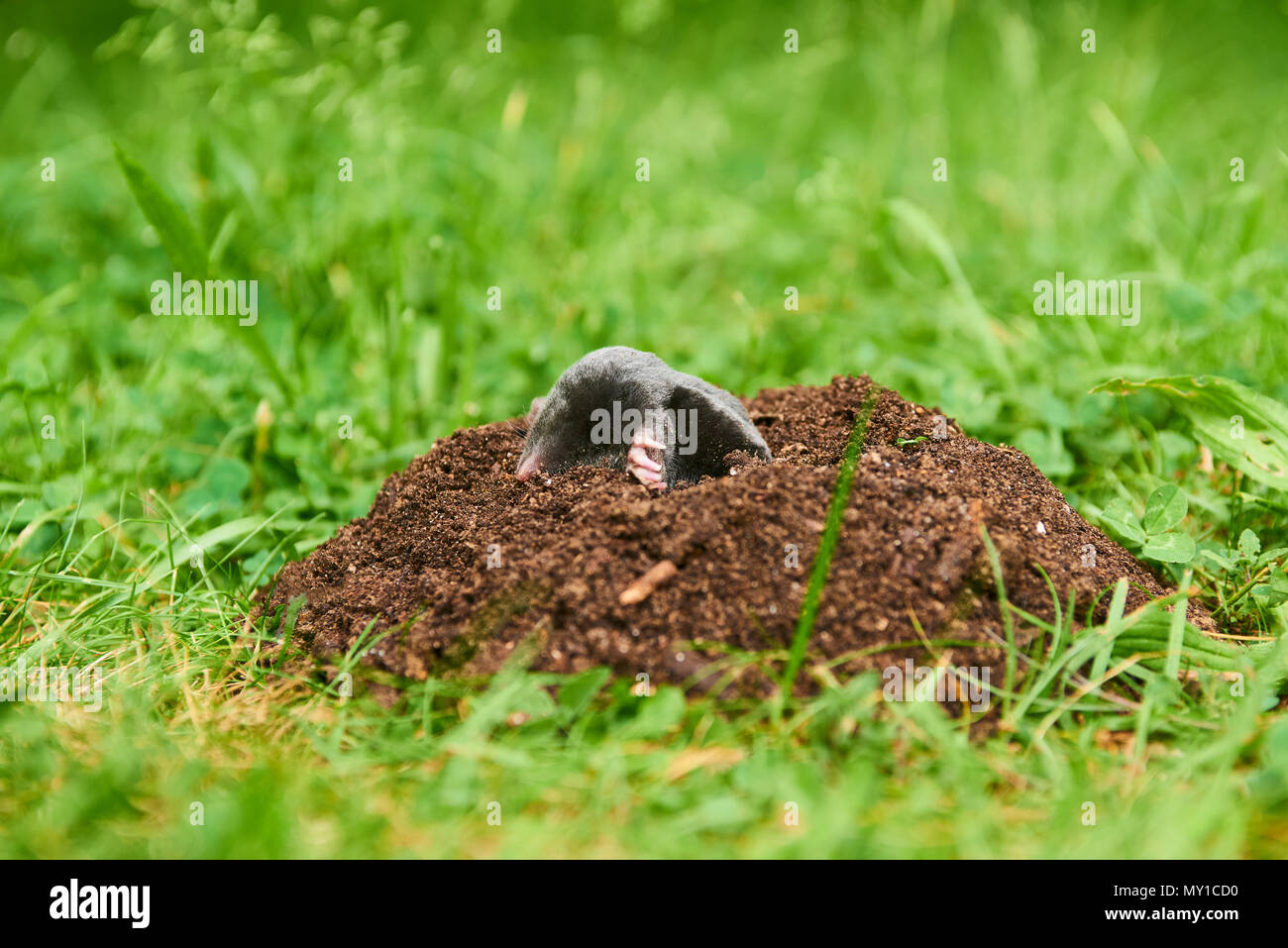 Mole Scat
