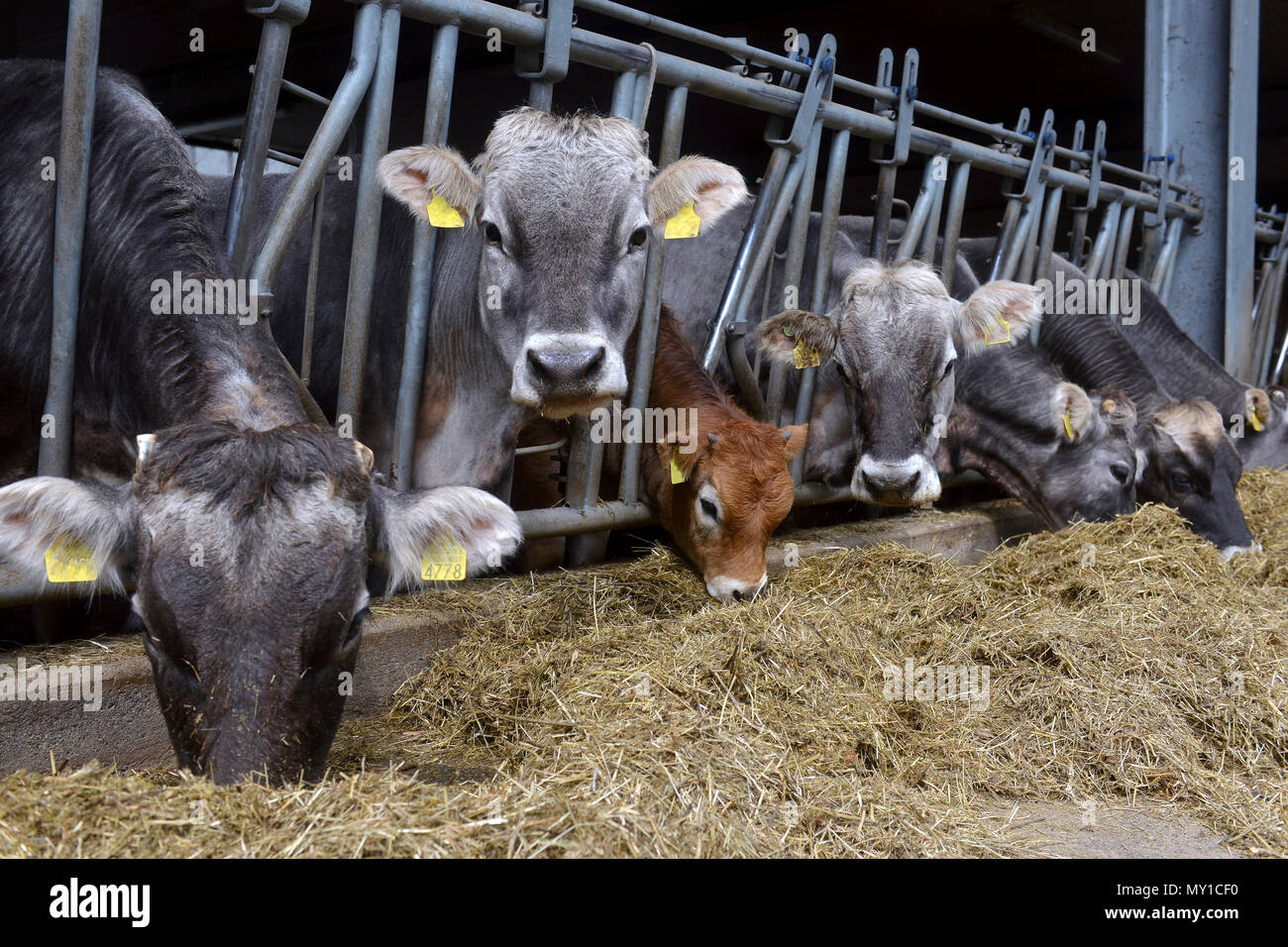 cows eat feed on the farm Stock Photo - Alamy