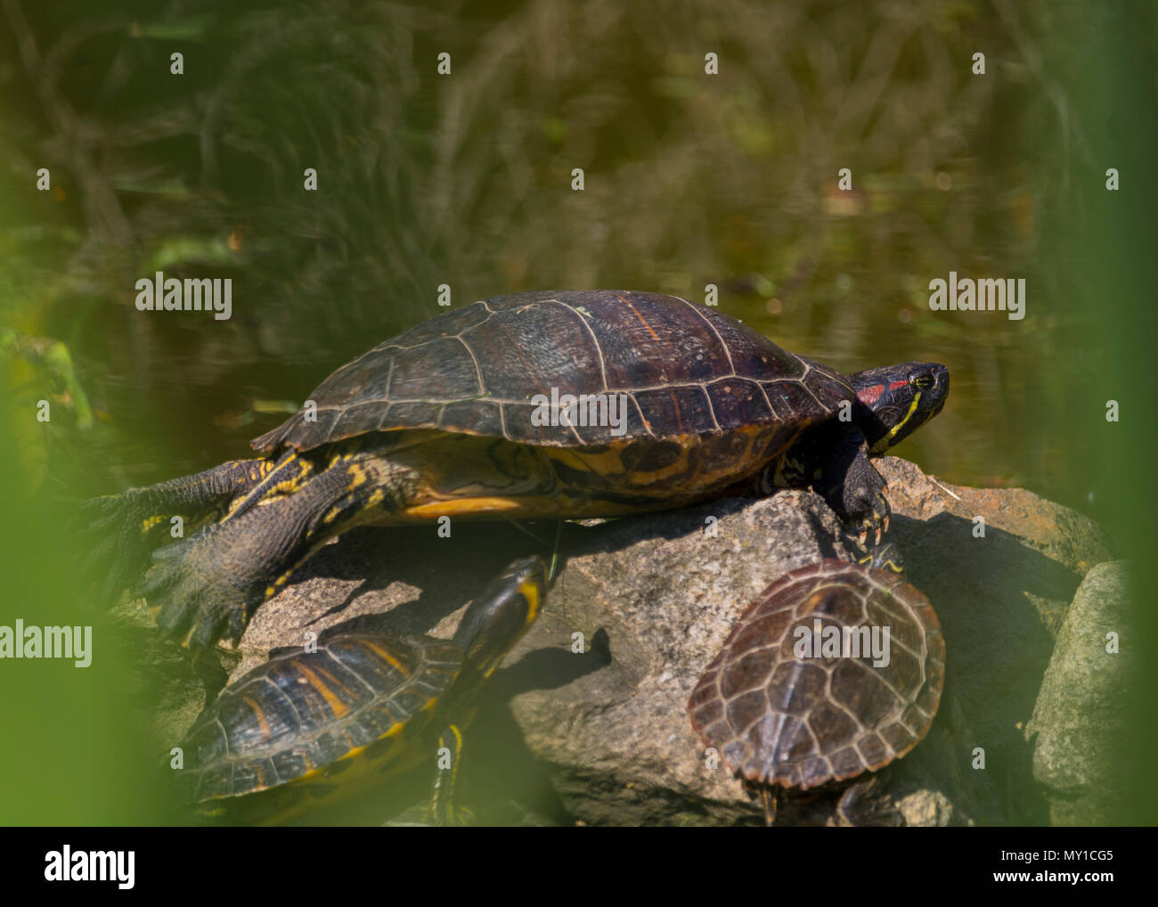 Ecuador and thailand hi-res stock photography and images - Alamy