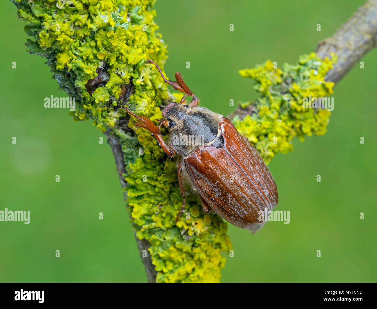 The common cockchafer Melolontha melolontha Stock Photo - Alamy