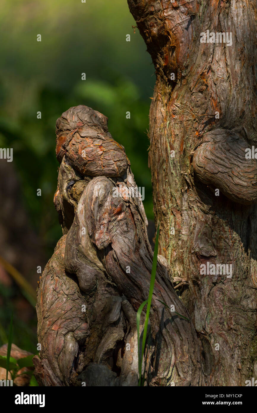 Awesome wood natural sculpture in a national park Stock Photo - Alamy