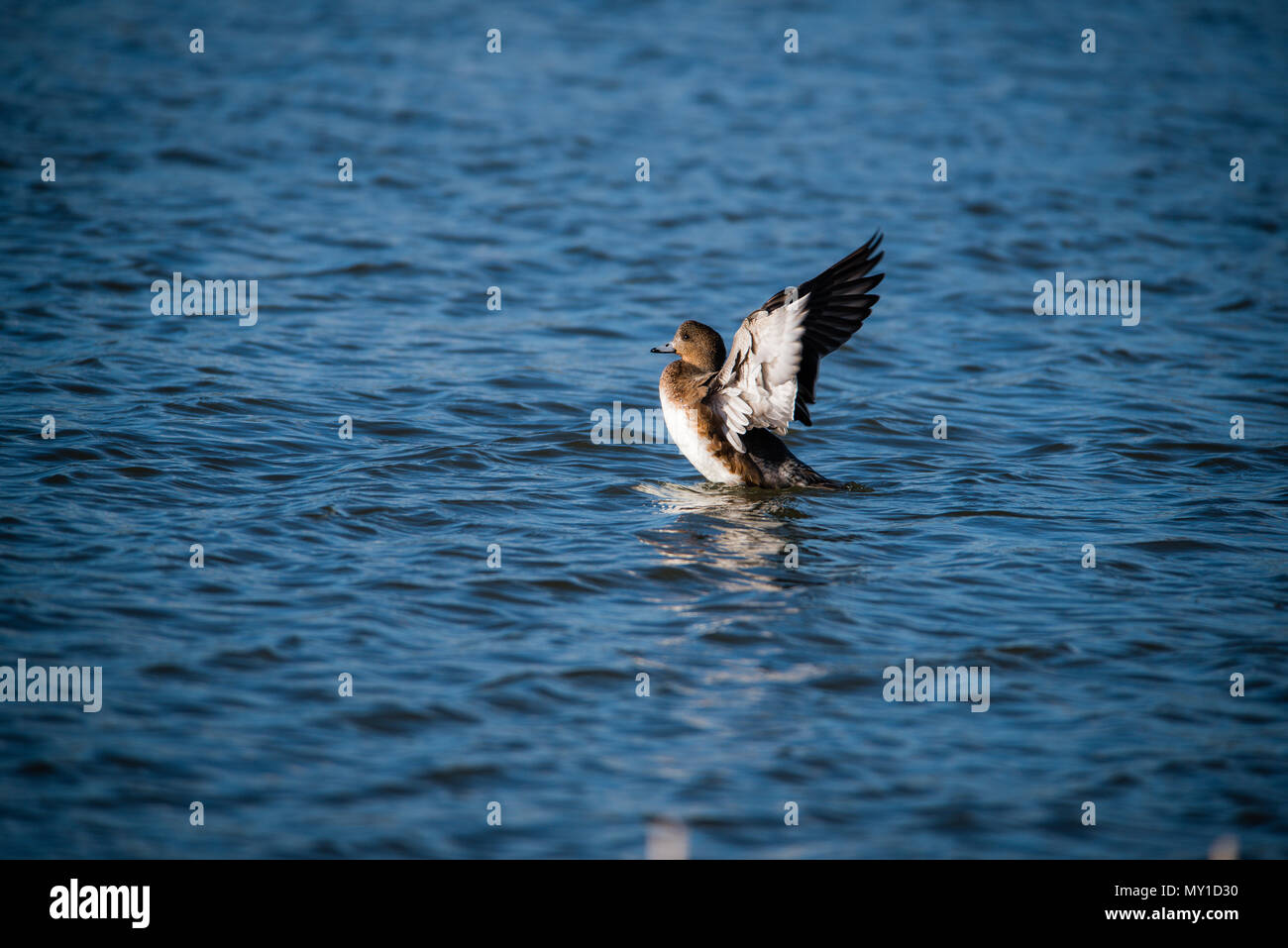 Summer leys local nature reserve hi-res stock photography and images ...