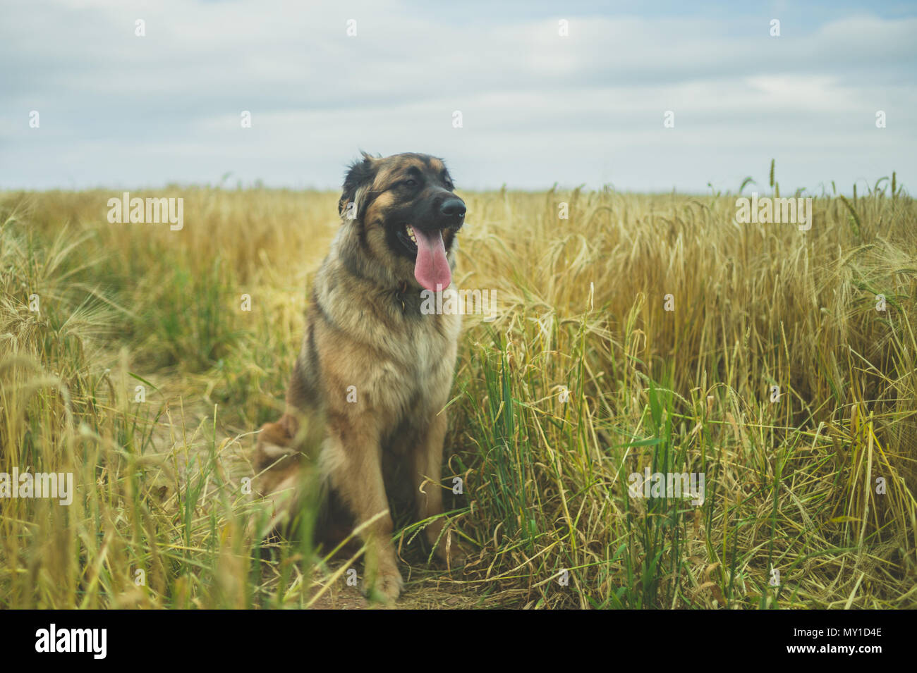 A giant Leonberger dog is sitting in a field Stock Photo - Alamy