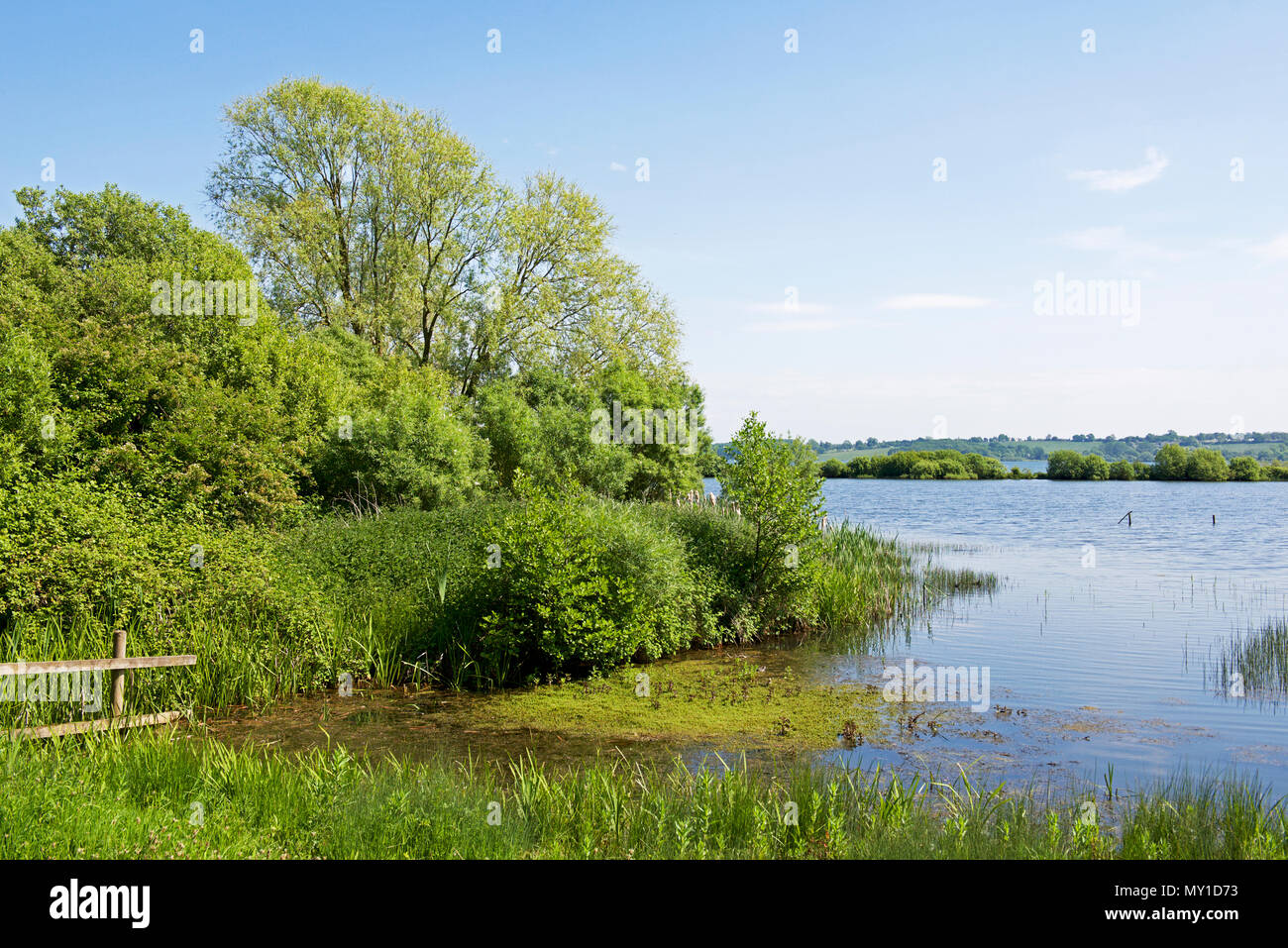 Rutland Water nature reserve, Rutland, England UK Stock Photo - Alamy