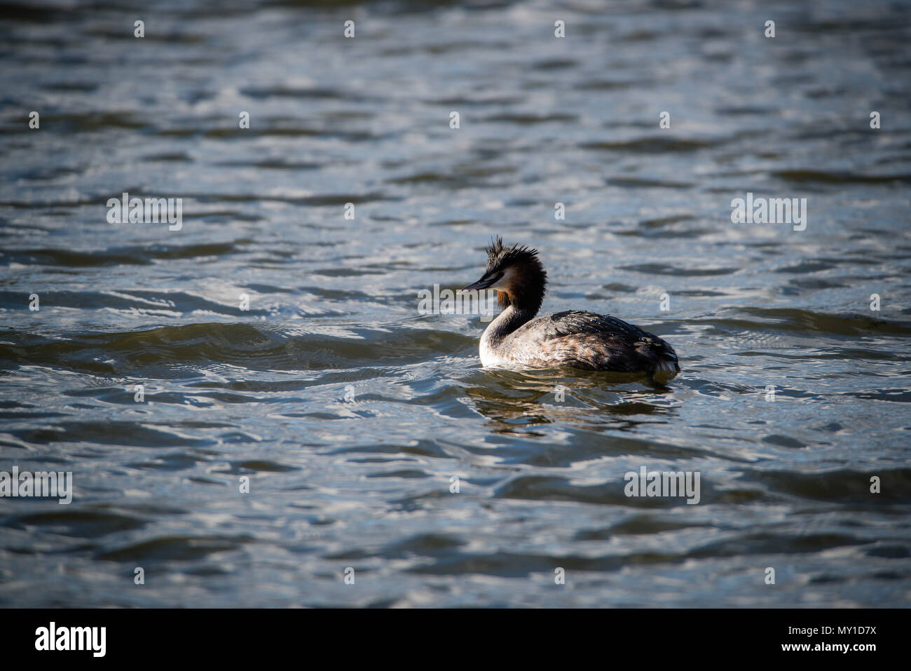 Summer leys local nature reserve hi-res stock photography and images ...