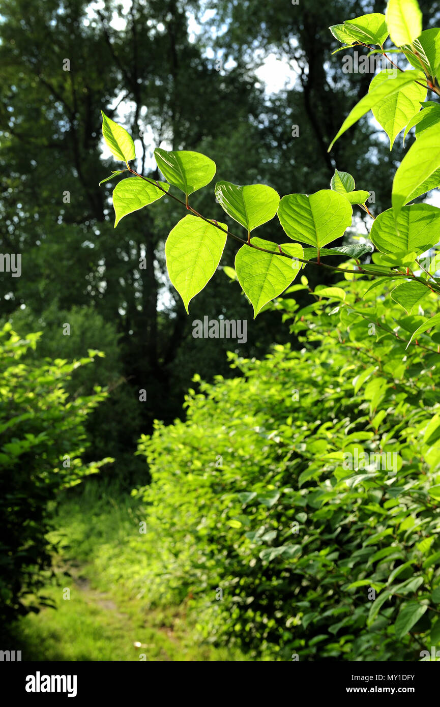 countryside, farm, field, flower, frame, garden, gardening, grass, grow ...