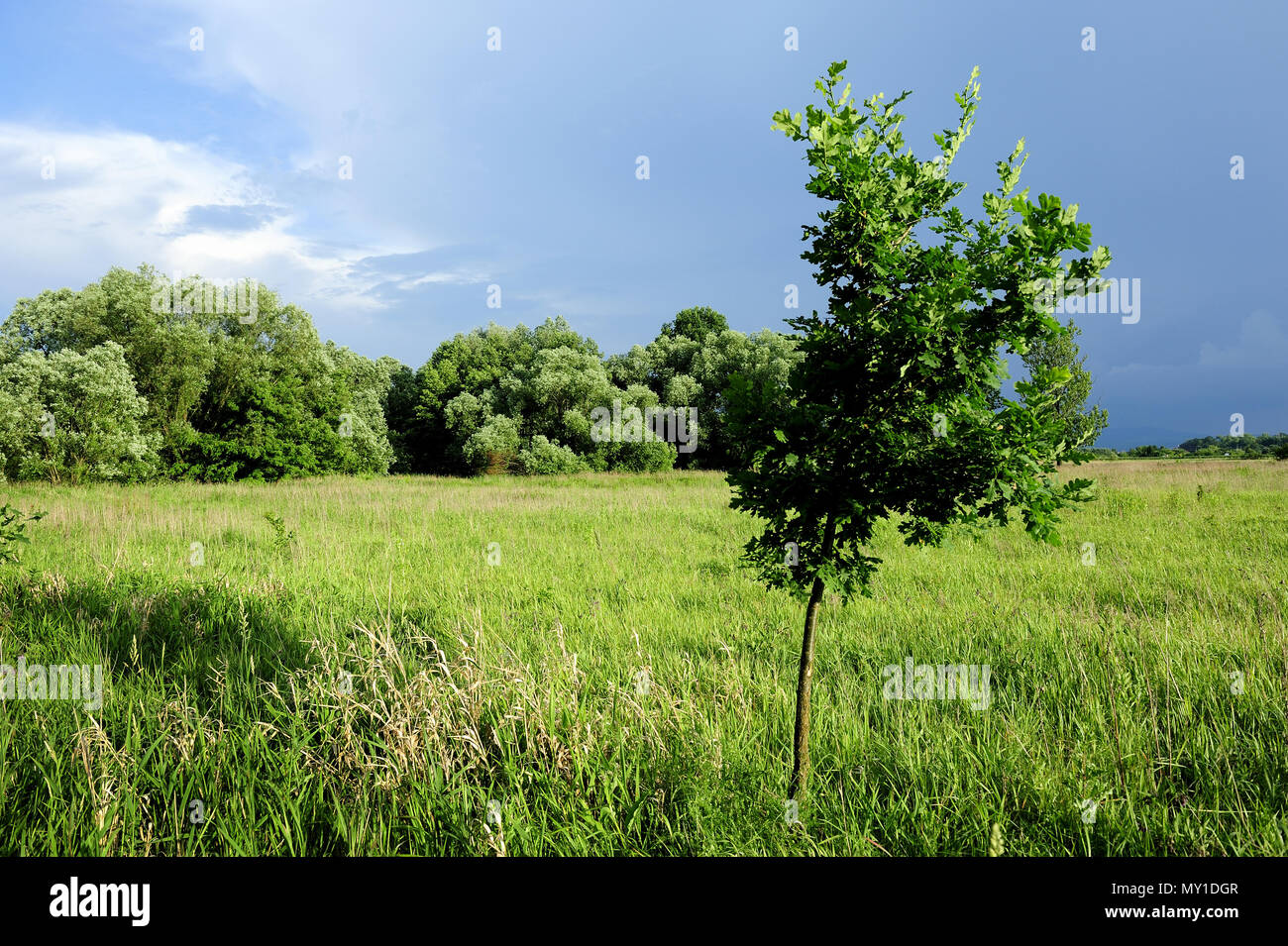 countryside, farm, field, flower, frame, garden, gardening, grass, grow ...