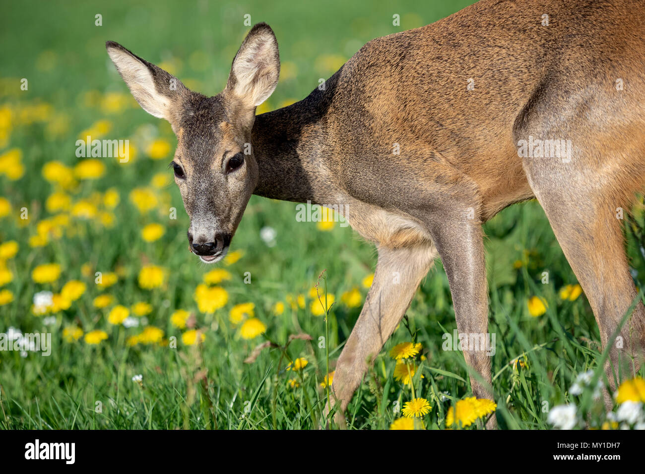 Roe deer in grass, Capreolus capreolus. Wild roe deer in spring nature ...