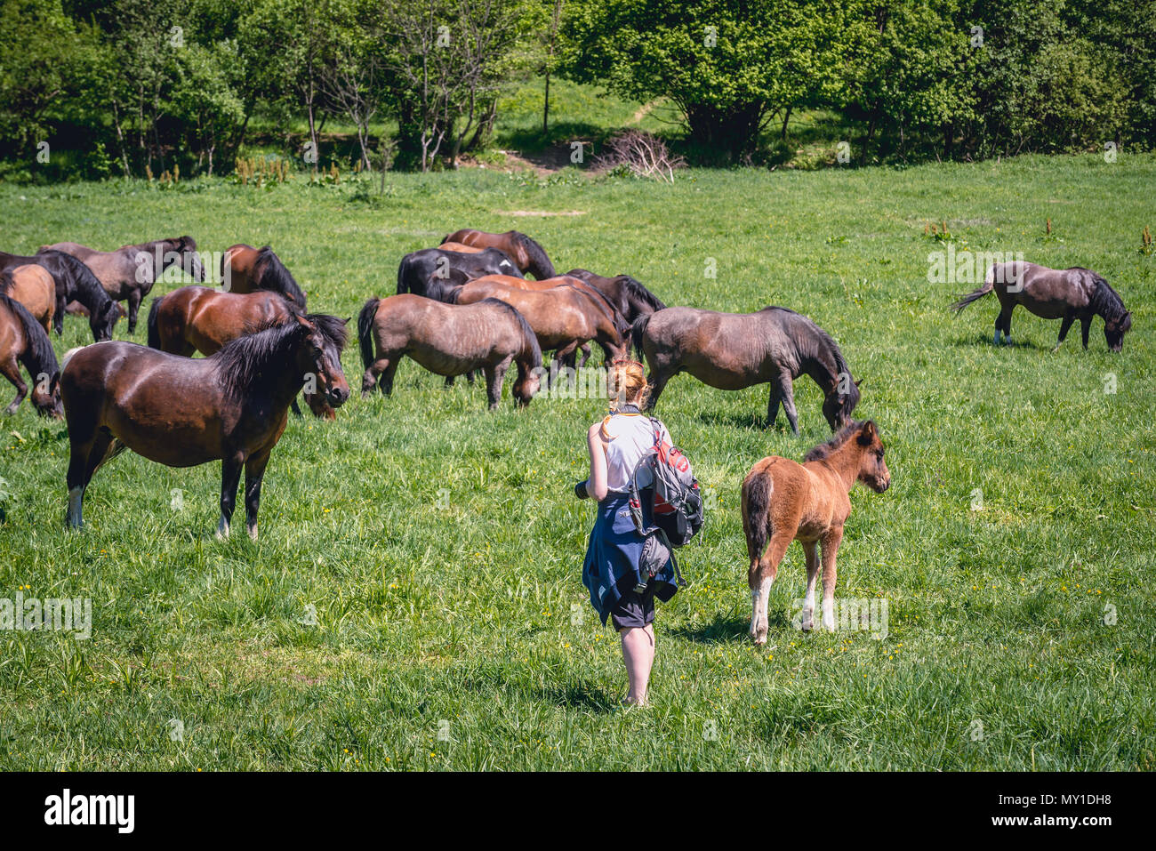 Tourist among Hucul pony horses on a meadow near Wolosate village in ...