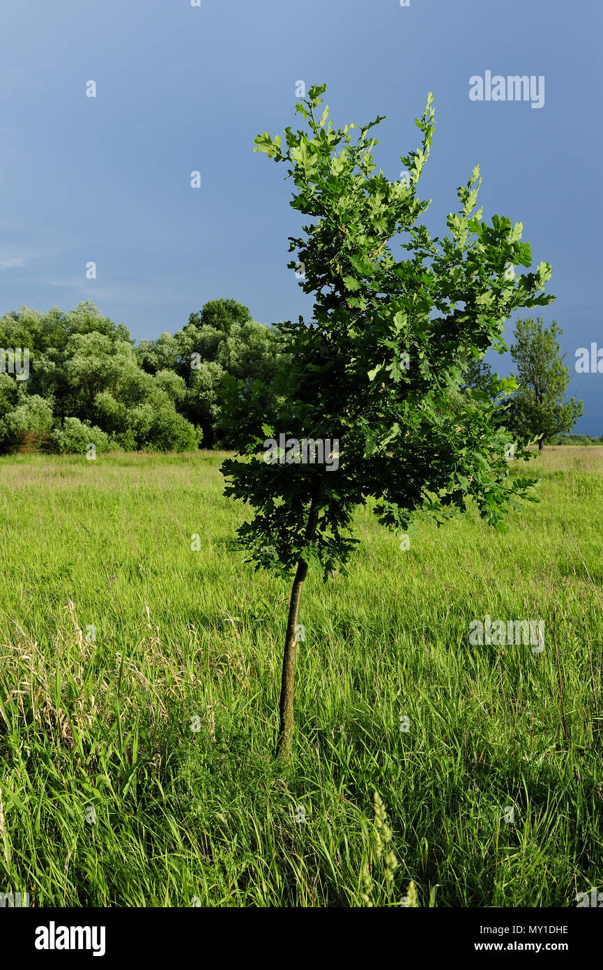 countryside, farm, field, flower, frame, garden, gardening, grass, grow ...
