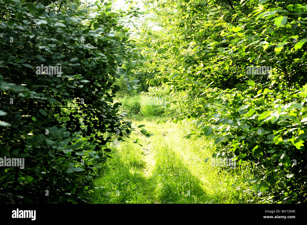countryside, farm, field, flower, frame, garden, gardening, grass, grow ...