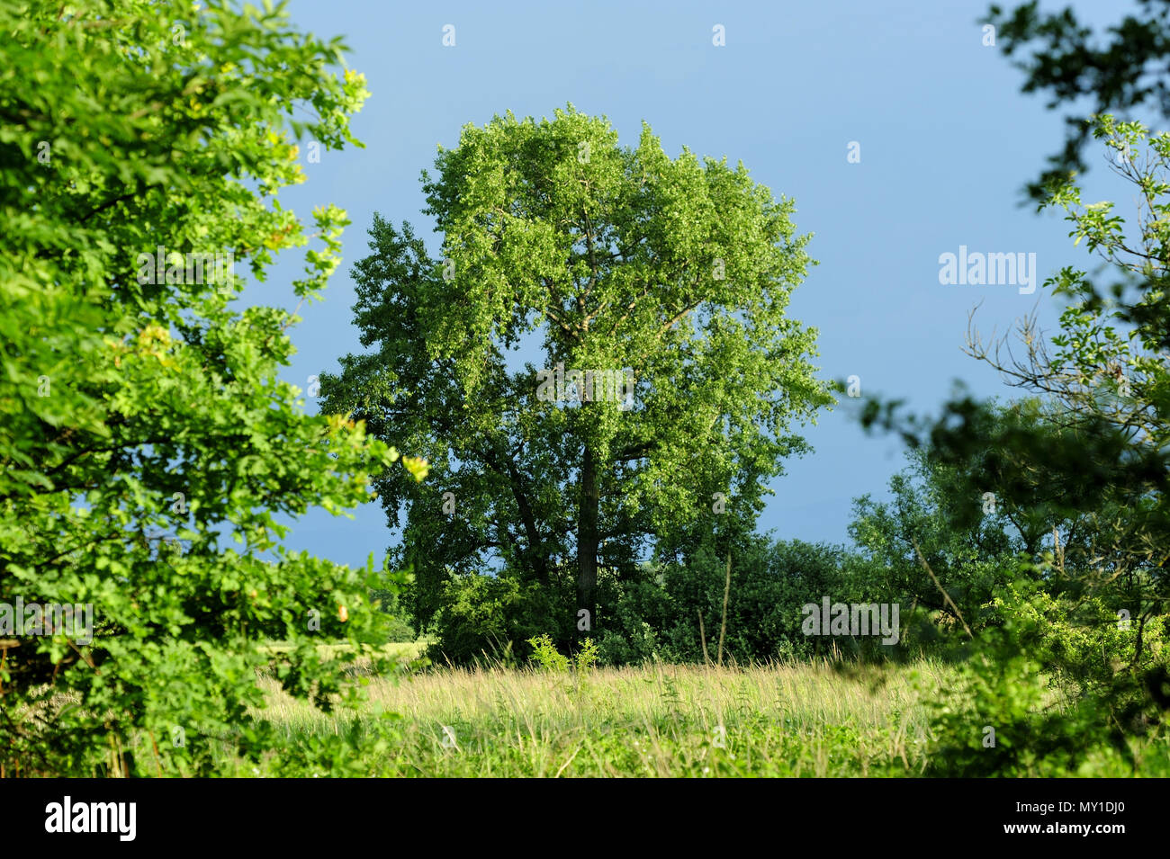 countryside, farm, field, flower, frame, garden, gardening, grass, grow ...