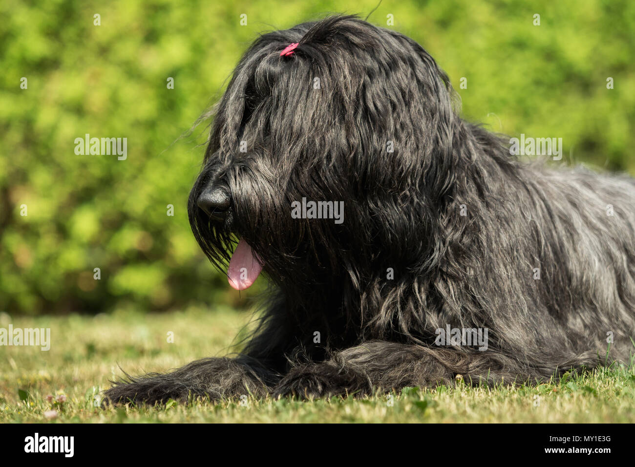 Briard male hi-res stock photography and images - Alamy