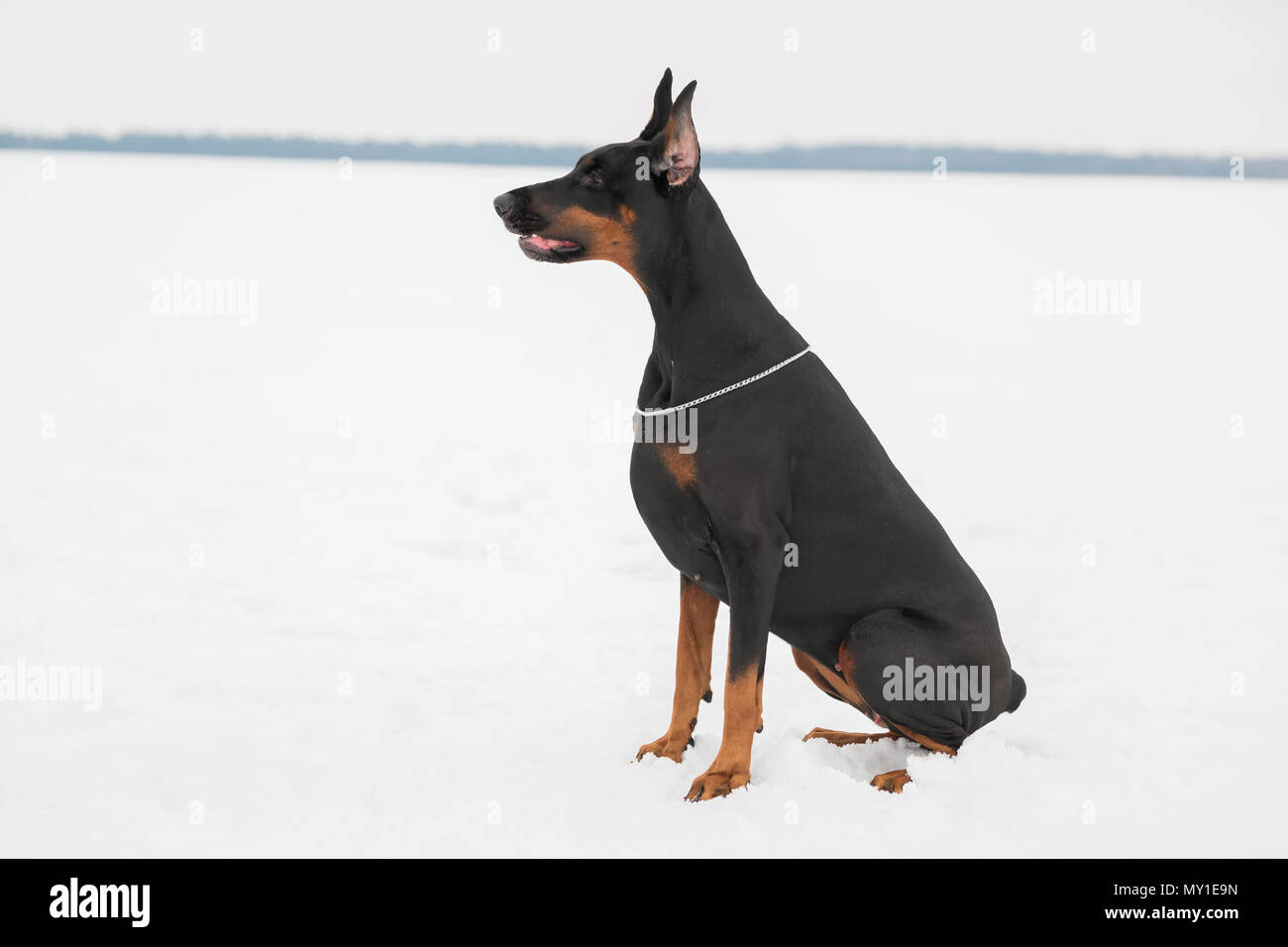 How To Train Doberman Pinschers To Be Guard Dogs