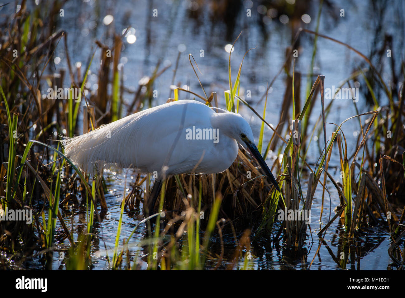 Summer leys local nature reserve hi-res stock photography and images ...