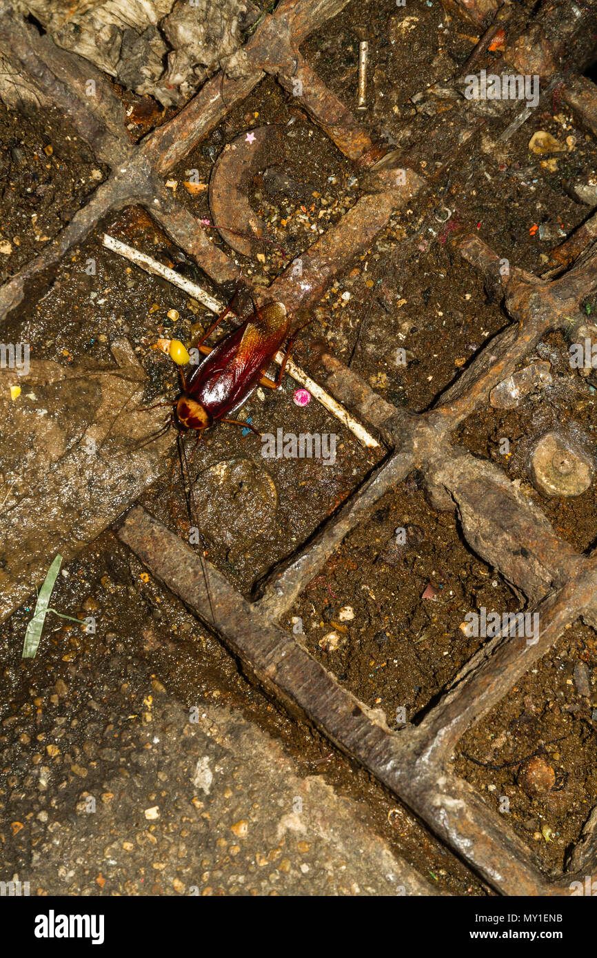 Large American cockroach or Periplaneta americana on dirty floor in ...