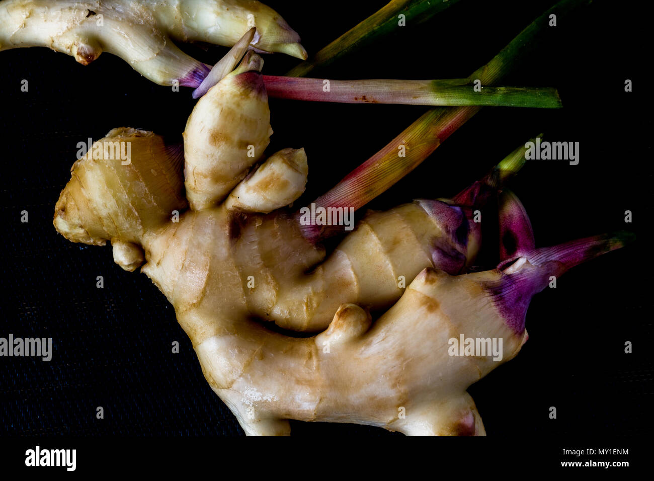 Fresh young ginger root from Thailand Stock Photo - Alamy