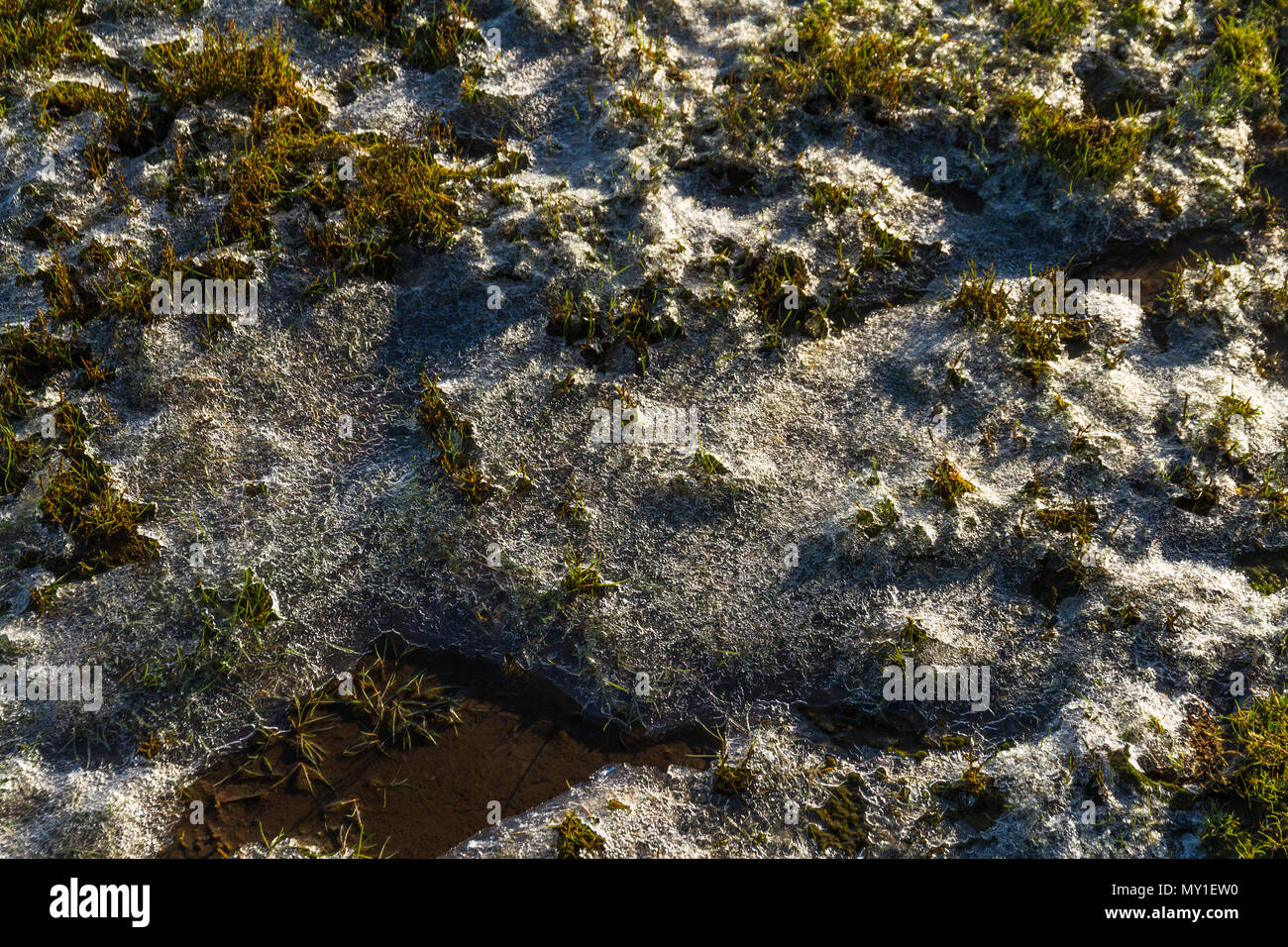 Hoar frost on ground in winter Stock Photo - Alamy