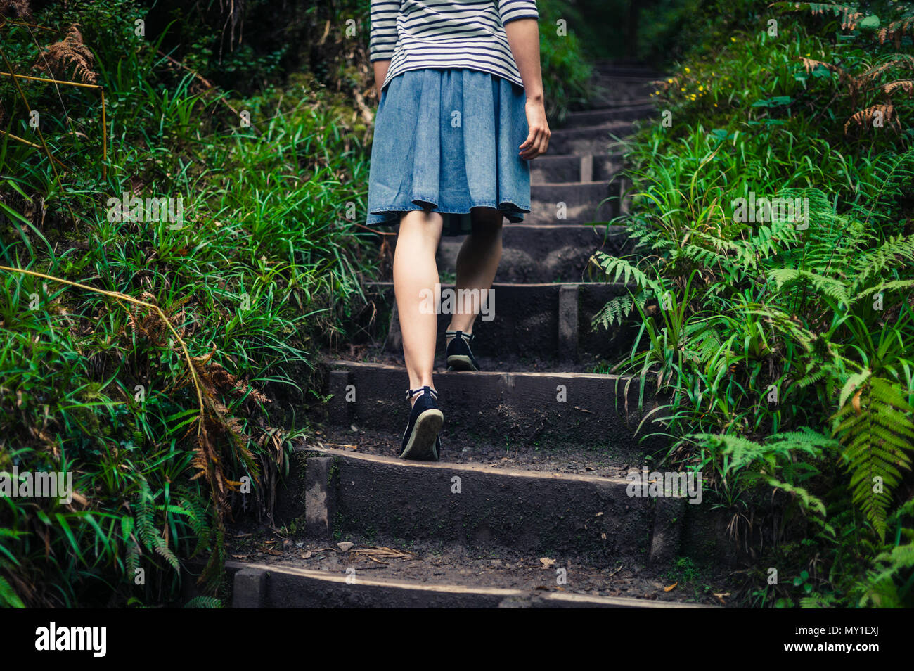 Steps in the forest hi-res stock photography and images - Alamy