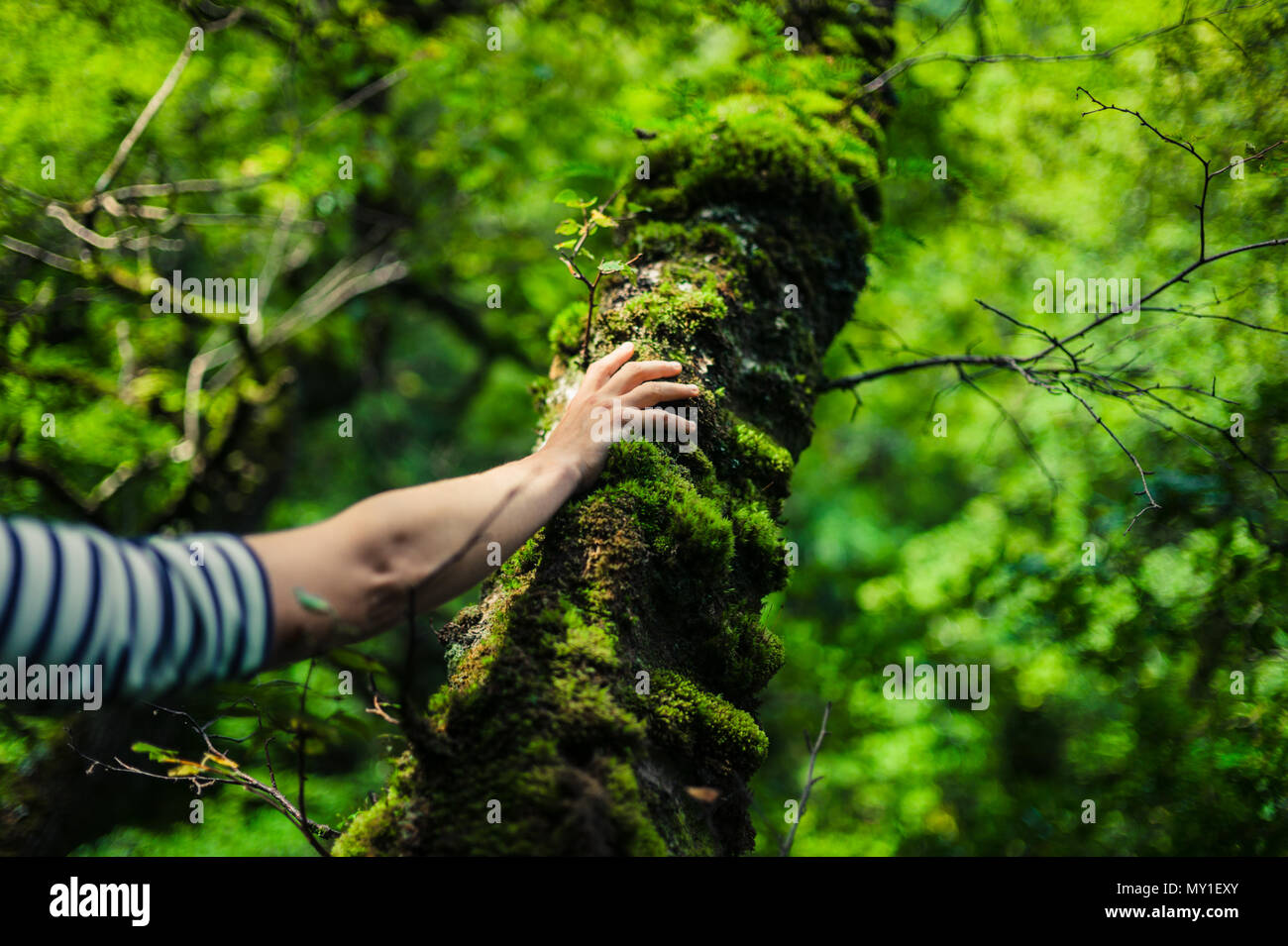 A young woman is resting her hand on a tree in the forest Stock Photo ...