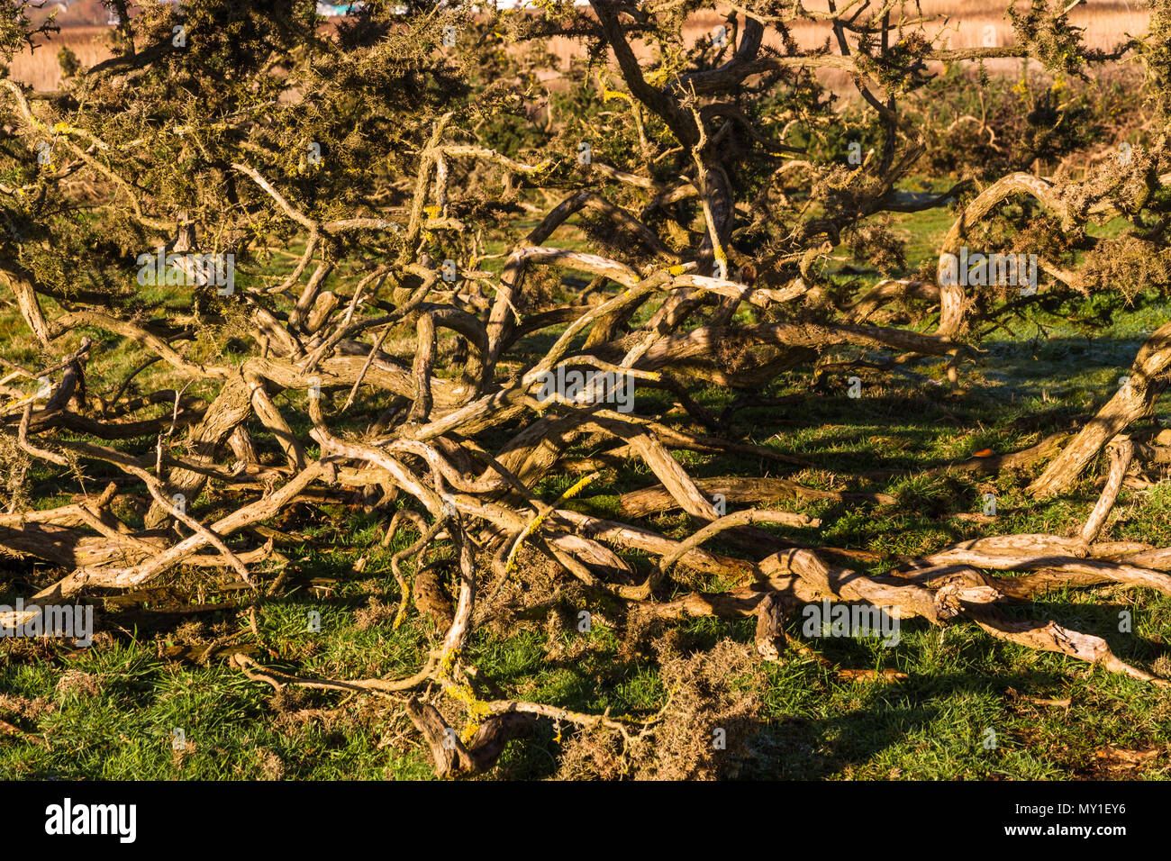 Gorse evergreen bushes hi-res stock photography and images - Alamy