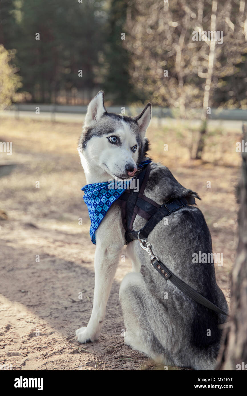 Dog breed Siberian Husky walking in autumn forest Stock Photo - Alamy
