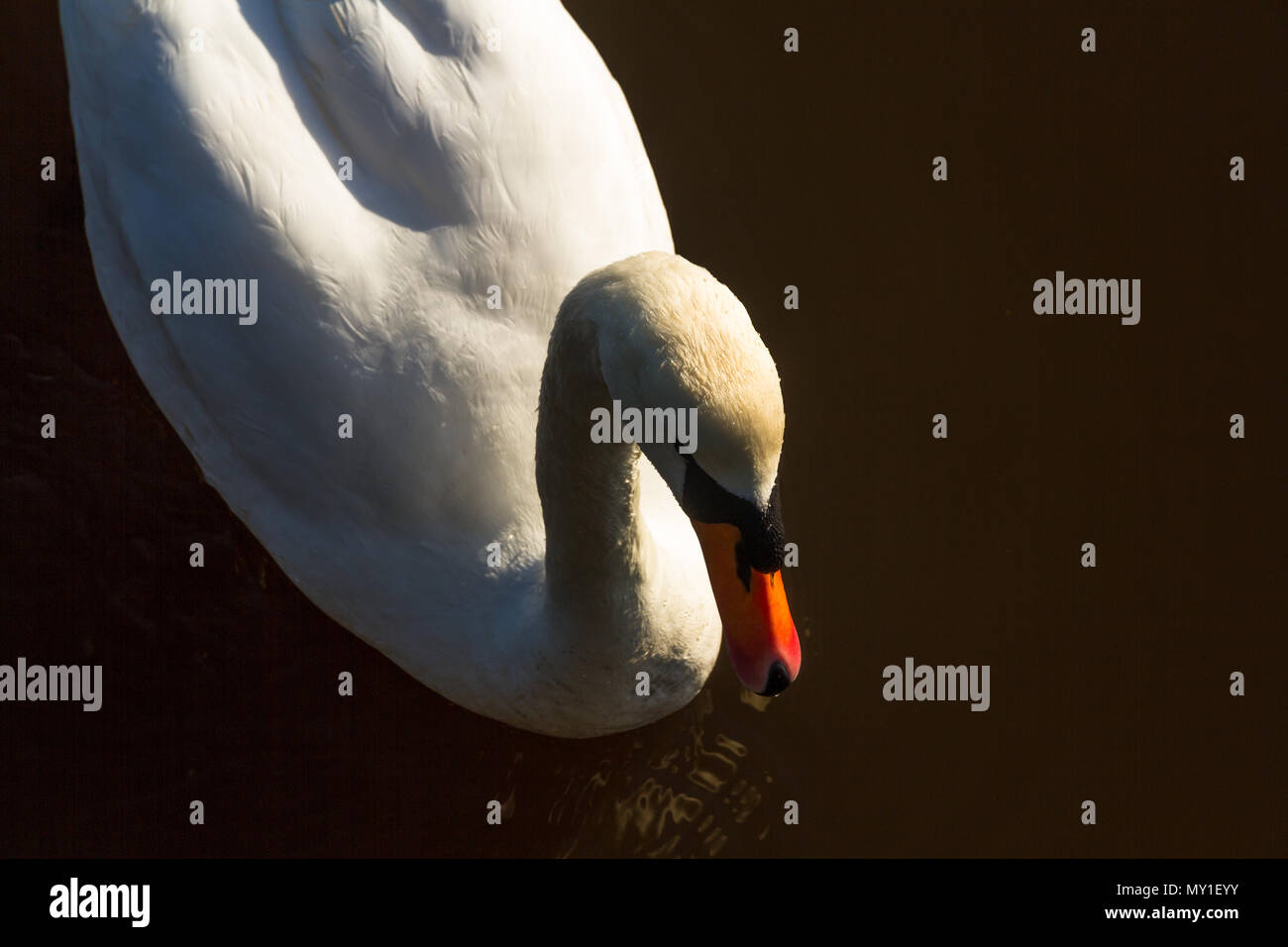 Backlit swan on water hi-res stock photography and images - Alamy