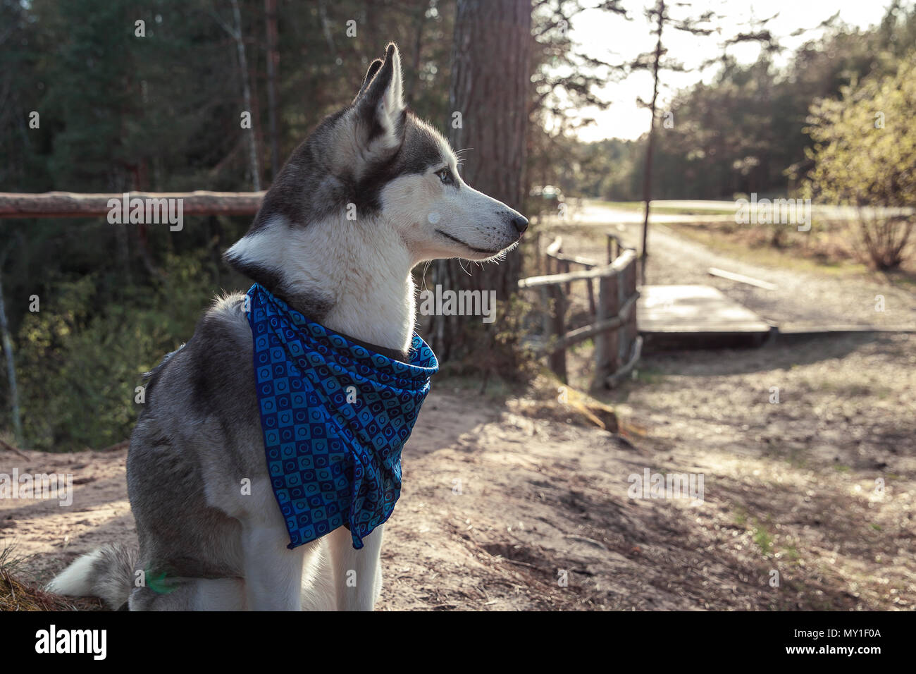 Dog breed Siberian Husky walking in autumn forest Stock Photo - Alamy