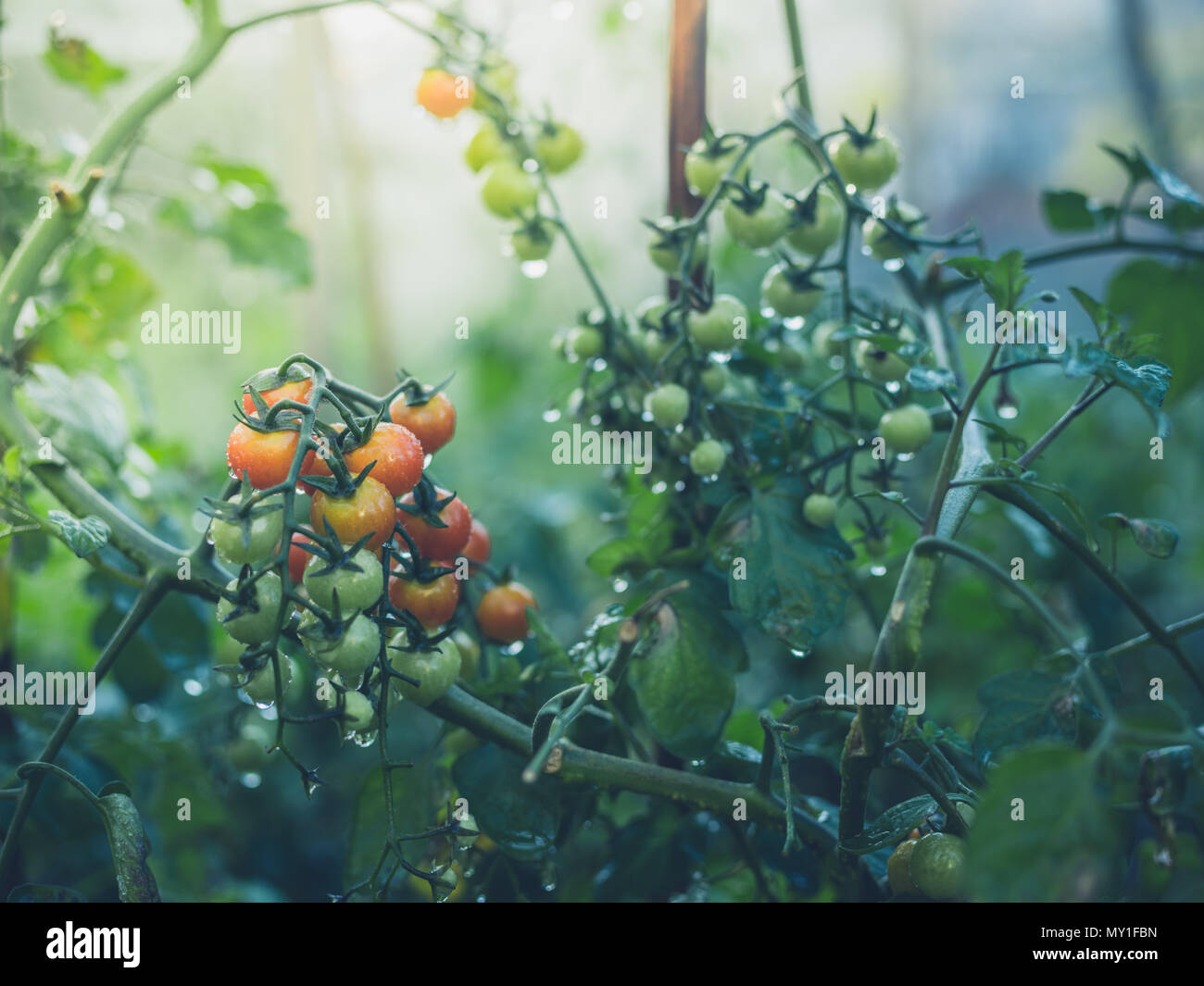 Greenhouse produce at dusk hi-res stock photography and images - Alamy
