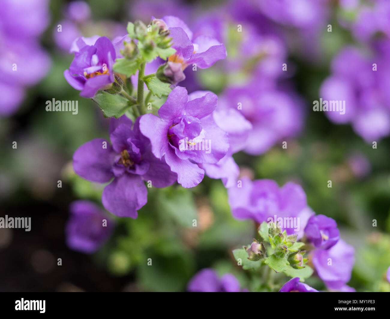 Scopia scopia hi-res stock photography and images - Alamy