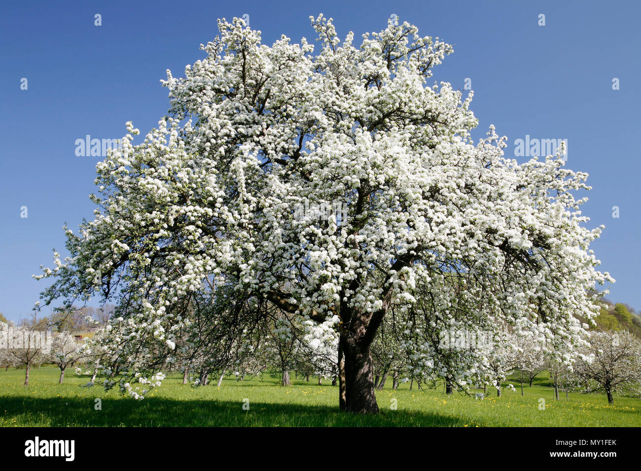 Old tree on meadow hi-res stock photography and images - Alamy