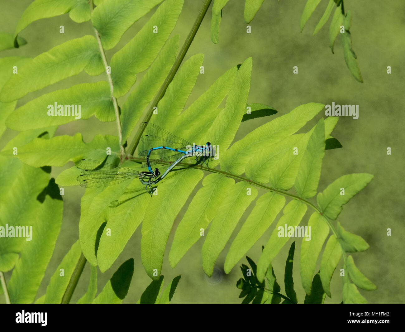 A mating pair of common blue damselflies resting on foliage Stock Photo ...