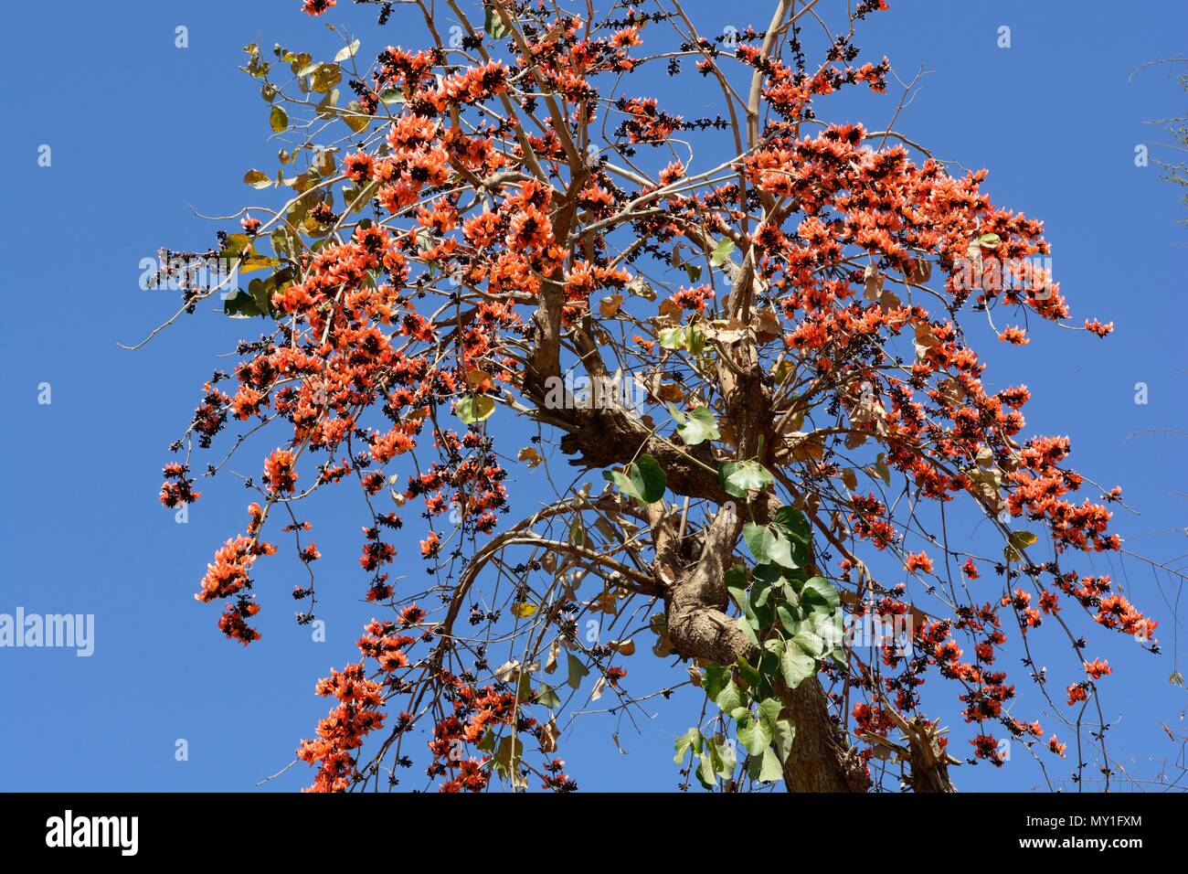Gulmohar tree flowers hi-res stock photography and images - Alamy