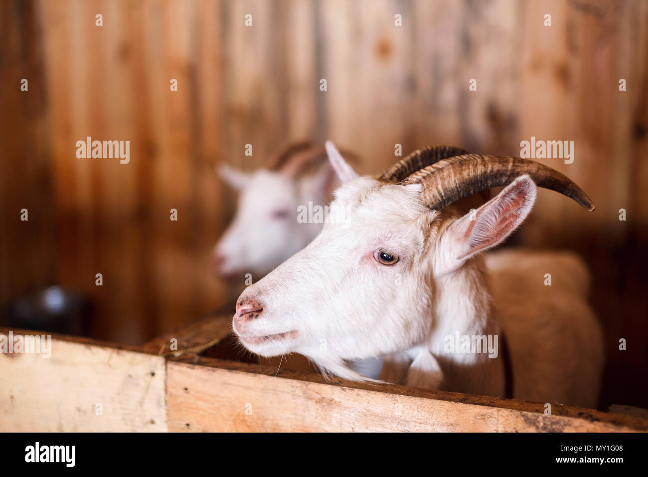 White goat stands in the stable Stock Photo - Alamy