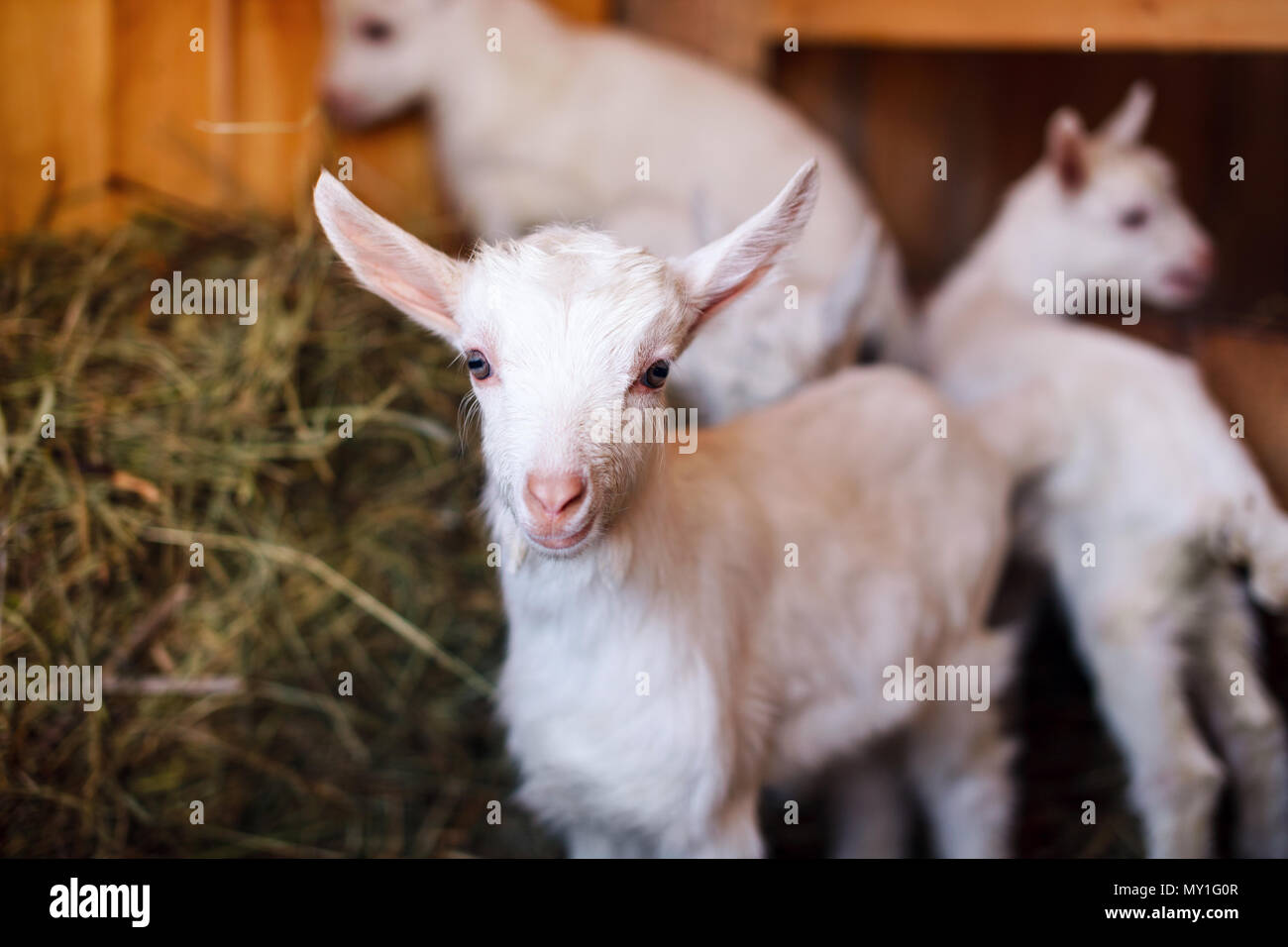 Cute goats hi-res stock photography and images - Alamy