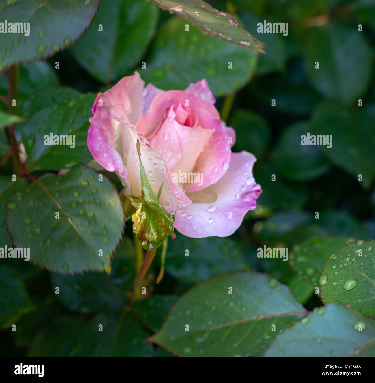Perth rose hi-res stock photography and images - Alamy