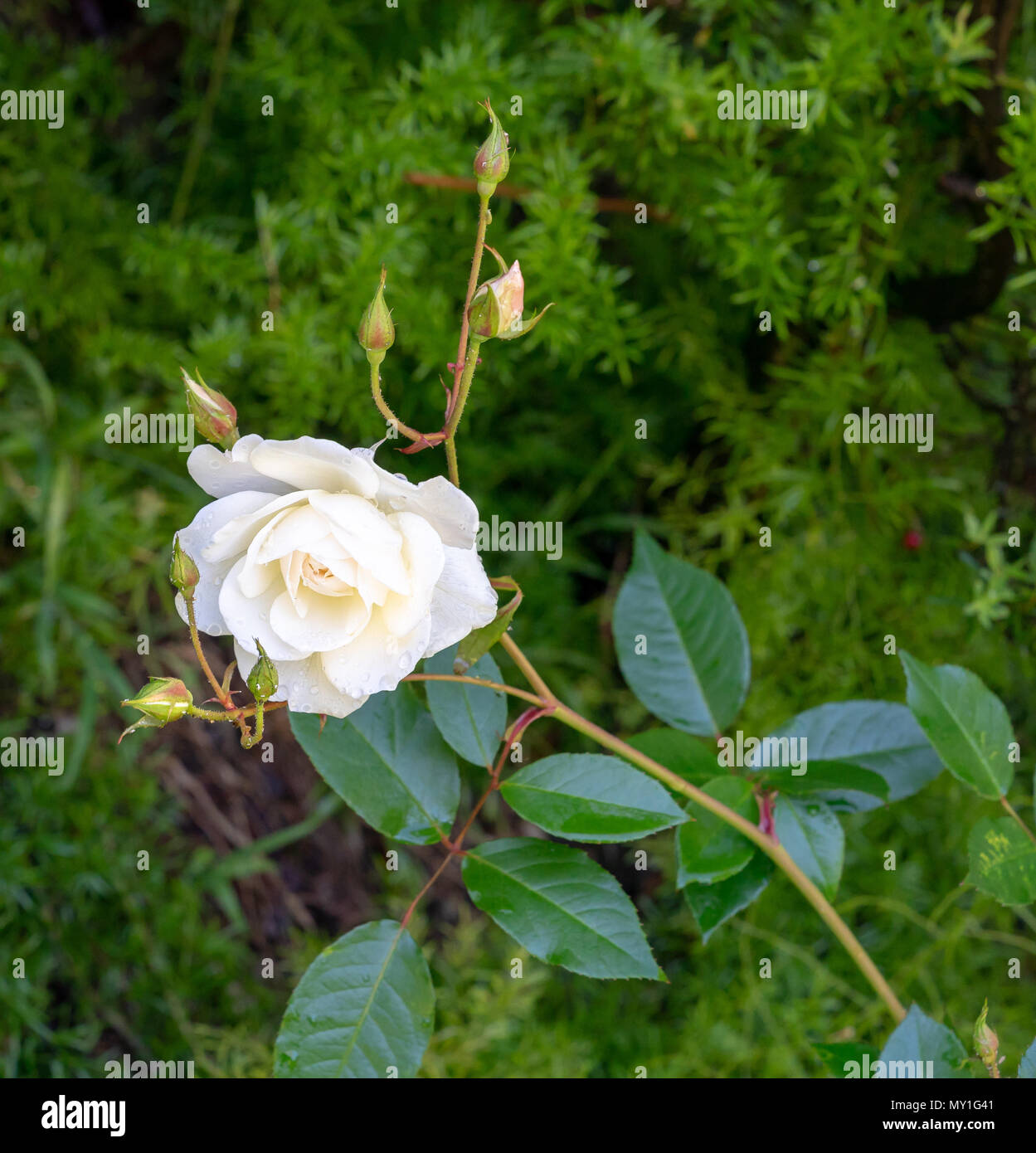 Perth rose hi-res stock photography and images - Alamy