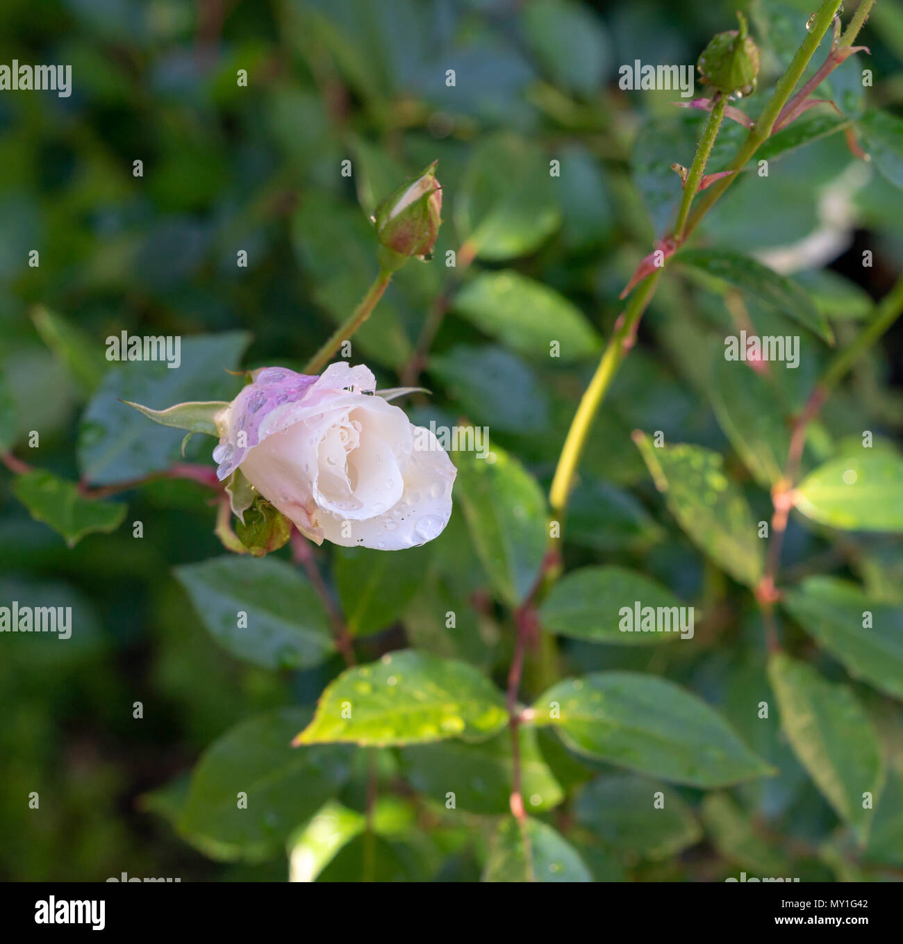 Perth rose hi-res stock photography and images - Alamy