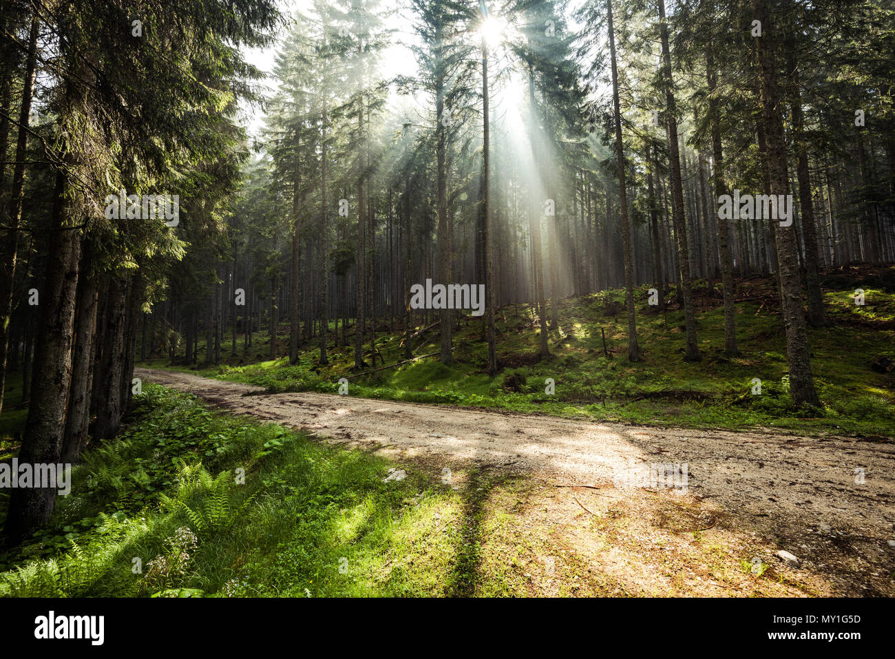 Sun rays between trees hi-res stock photography and images - Alamy