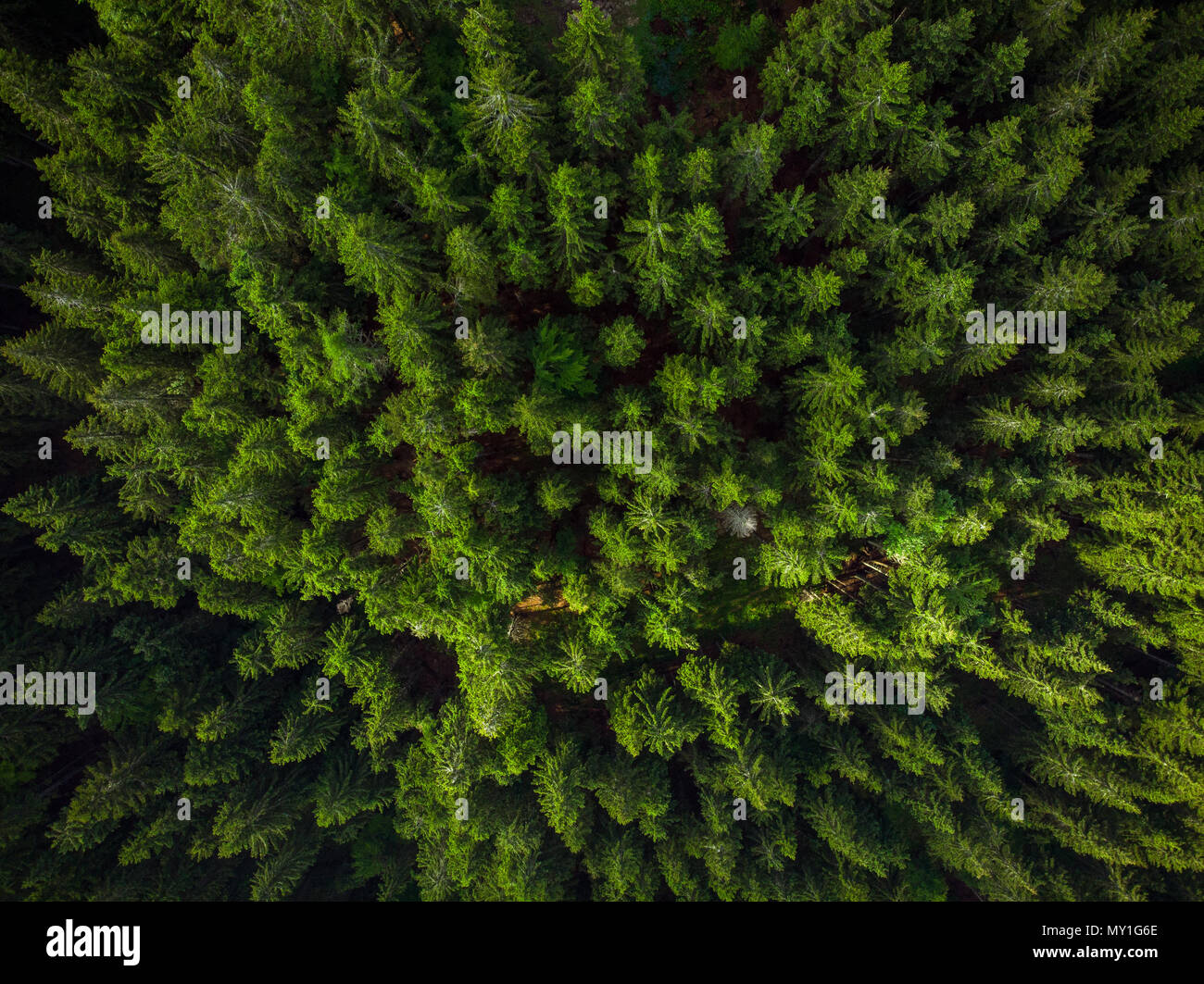 Green forest birds eye view, drone photo Stock Photo - Alamy