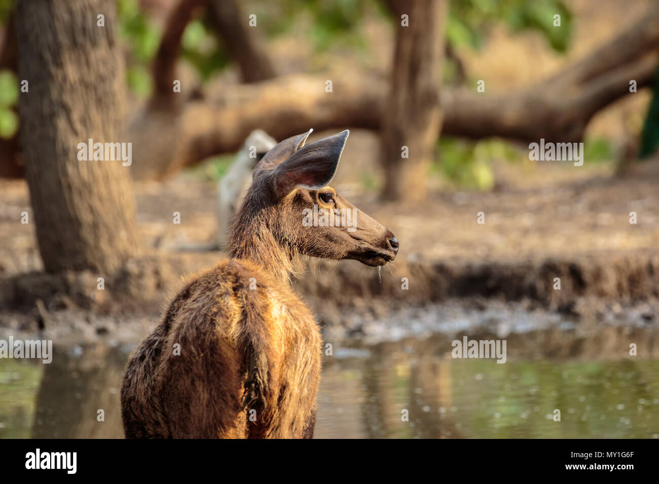 indian sambar deer Stock Photo - Alamy
