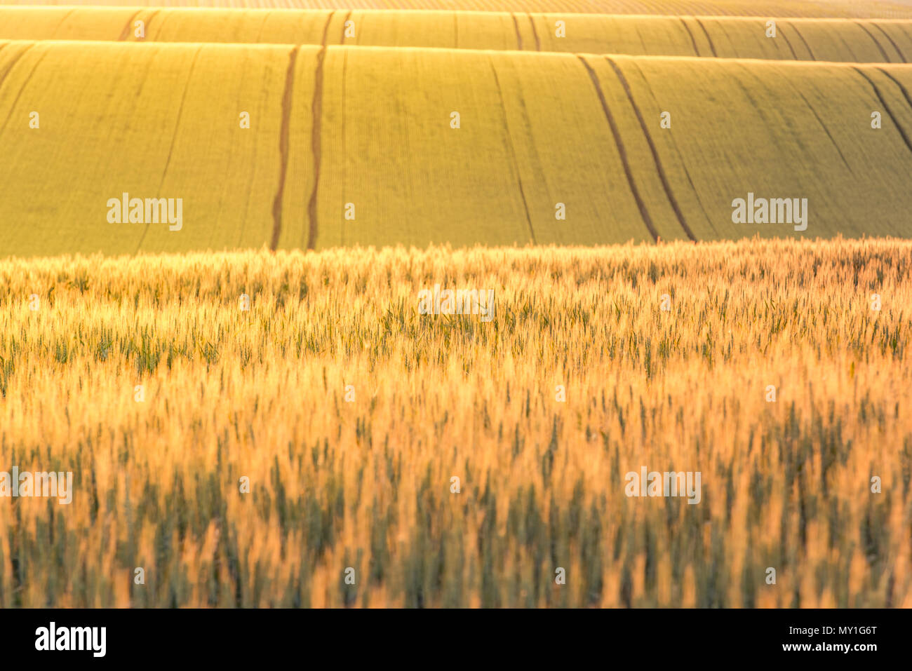 Golden sunrise over wheat fields Stock Photo - Alamy