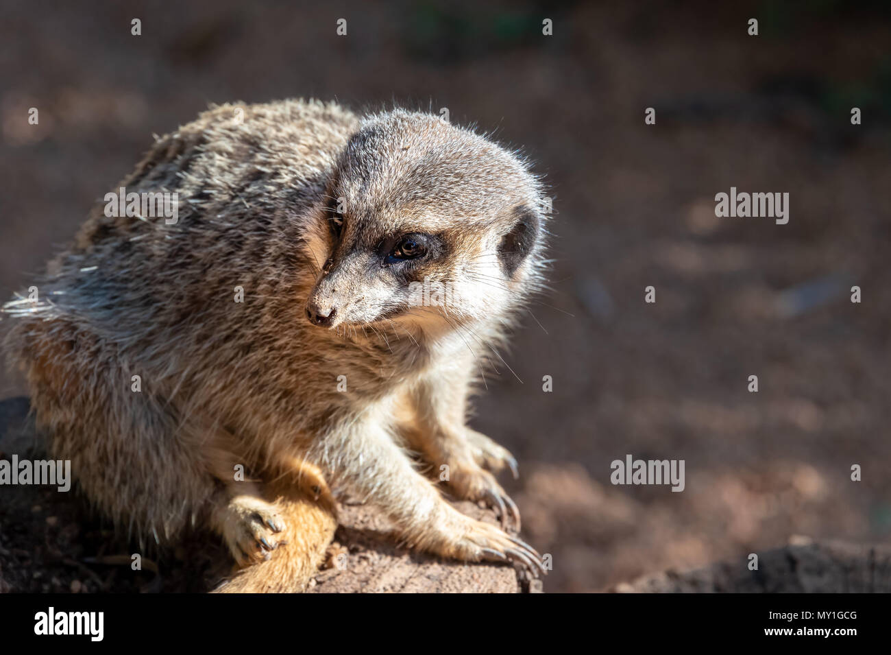 South african meerkat hi-res stock photography and images - Alamy