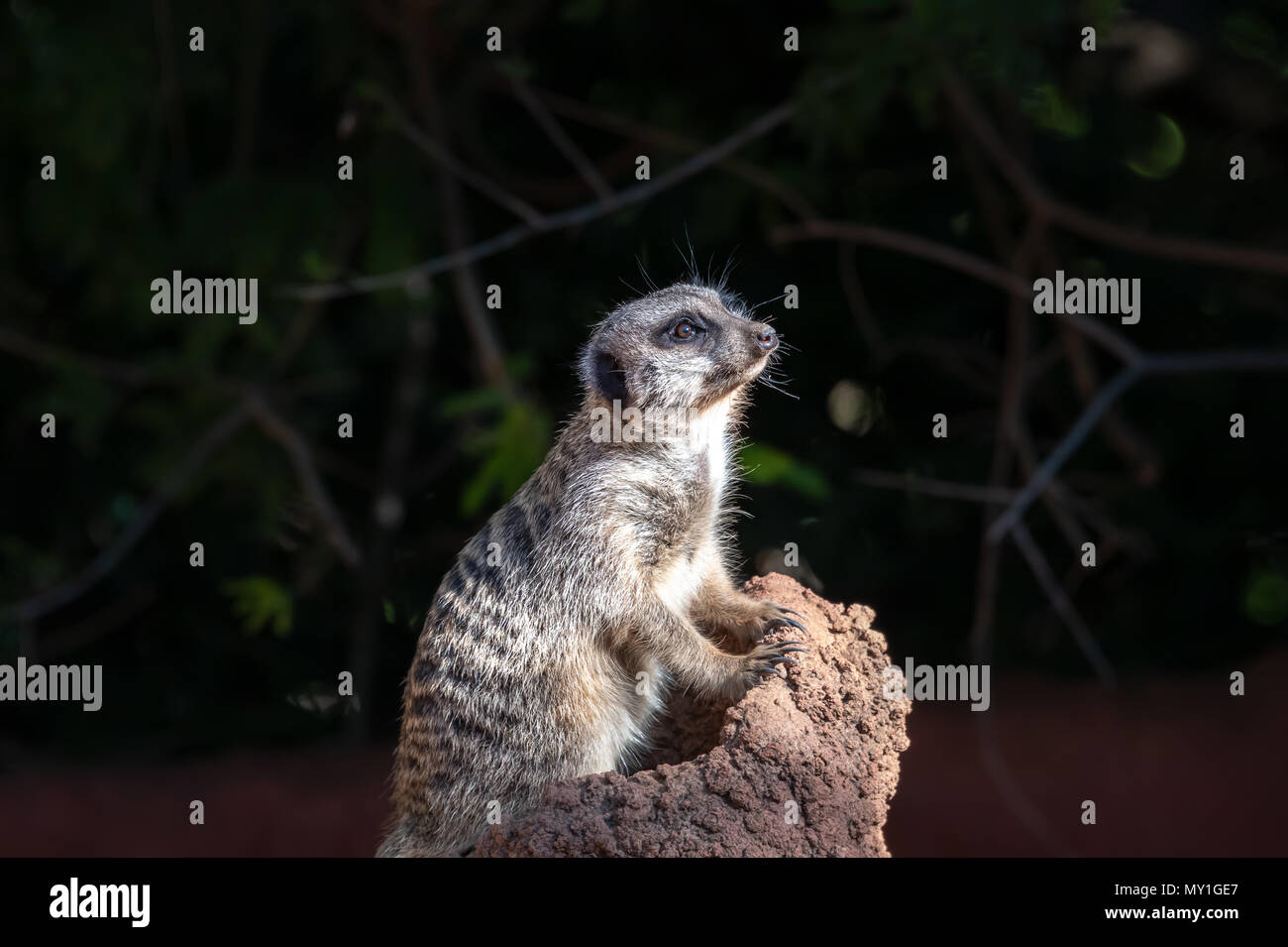 Suricate genus hi-res stock photography and images - Alamy