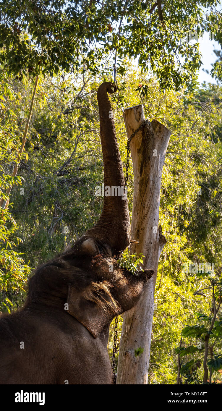 Elephants Perth Zoo Stock Photo - Alamy