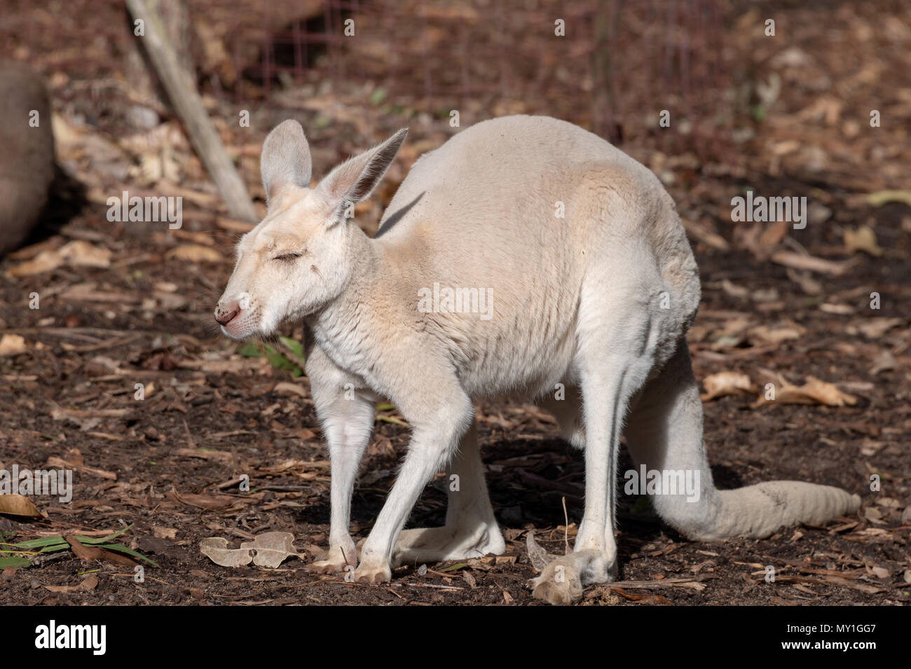 Light Colour Kangaroo Stock Photo - Alamy